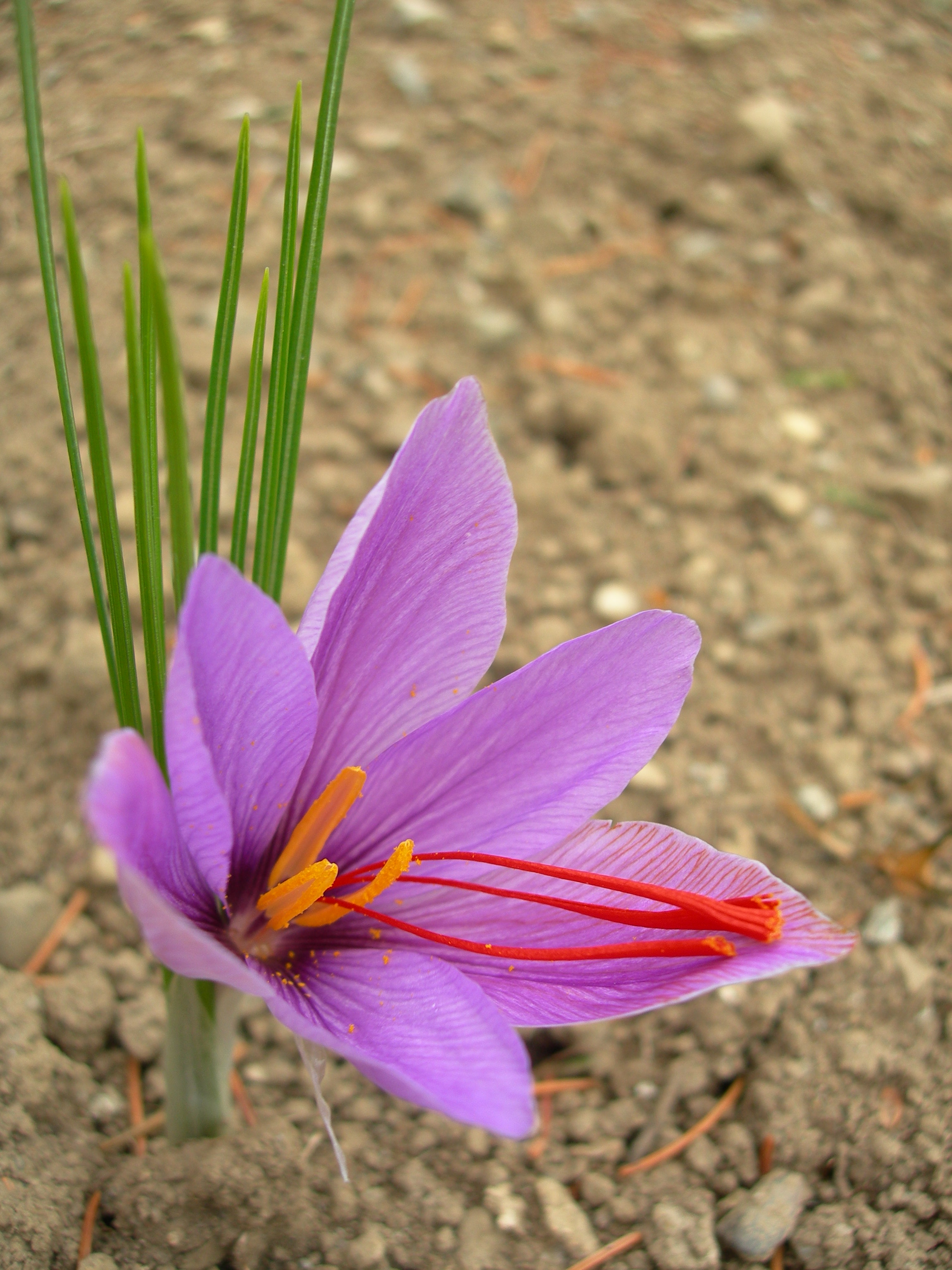 LE SAFRAN DE LAVAUX | Salon des Dégustations